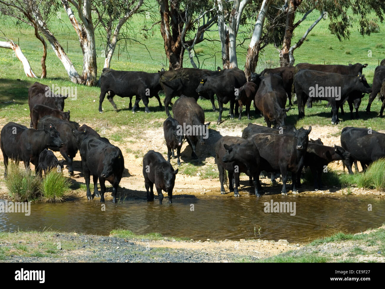 A herd of Aberdeen Angus cattle standing beside a river in Southern New ...