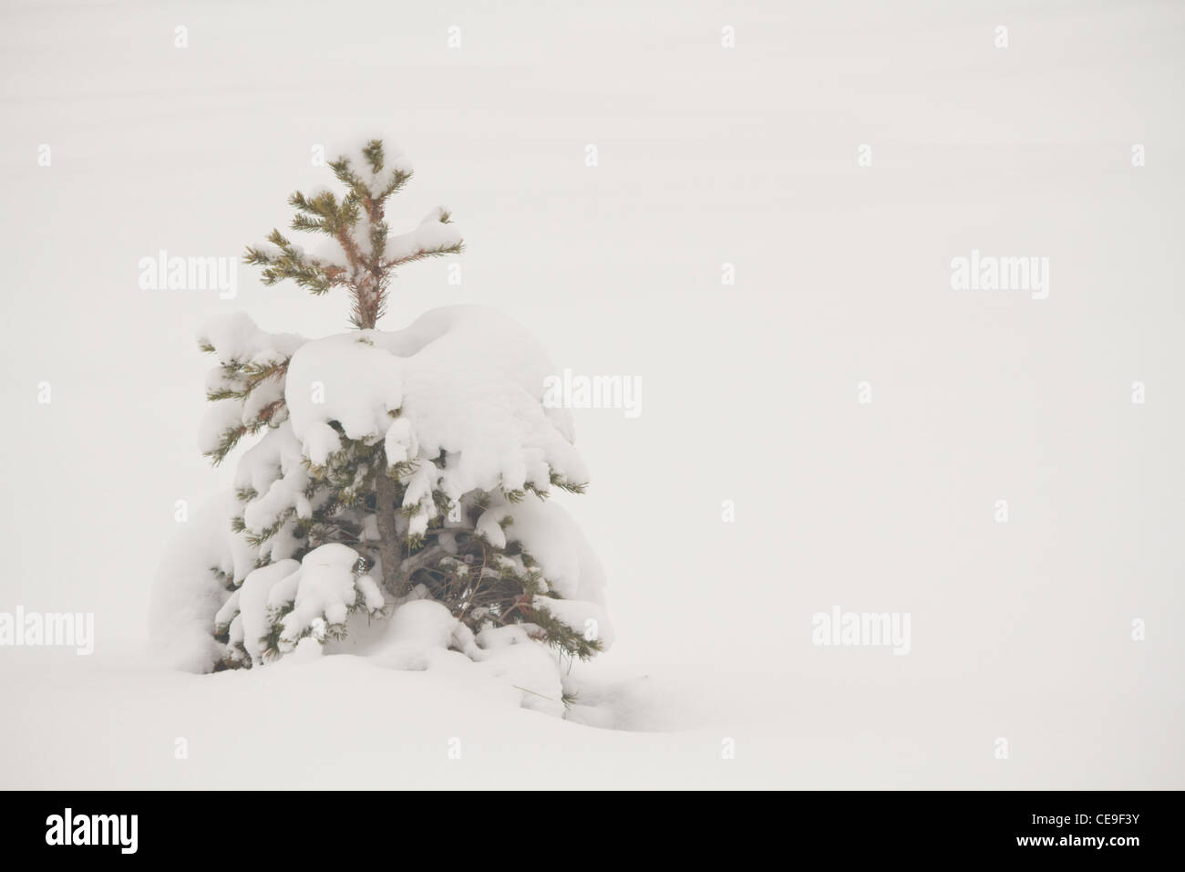 Evergreen tree under snow in winter time Stock Photo - Alamy