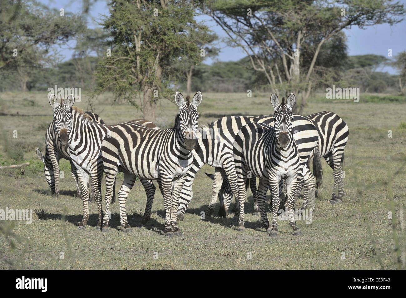 Wild zebras in Africa Stock Photo - Alamy