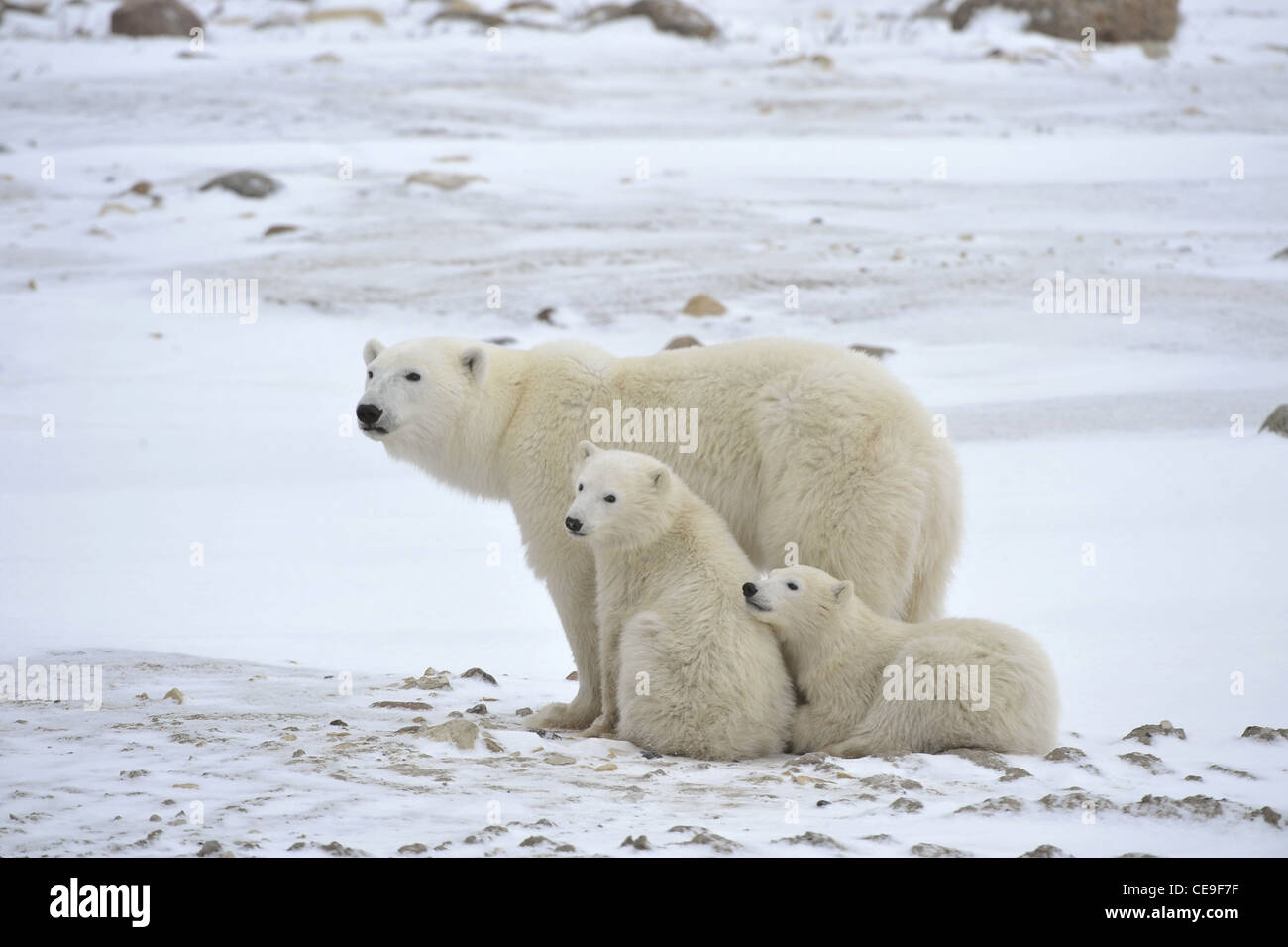 Polar she-bear with cubs Stock Photo - Alamy