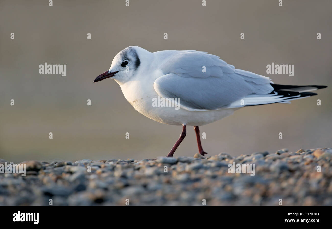 Black-head Gull (Chroicocephalus ridibundus) in North Norfolk UK Stock ...