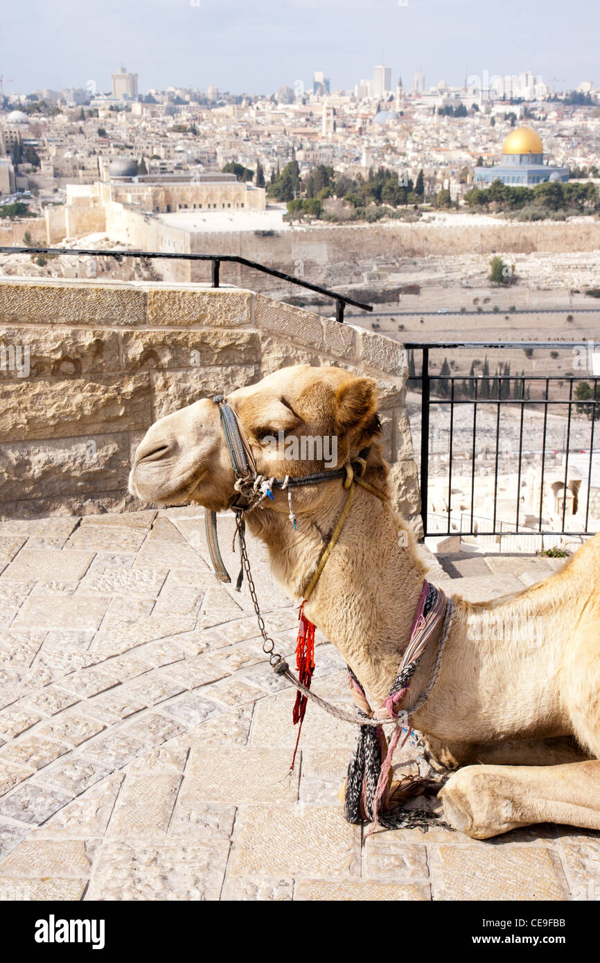 Camel on the Mount of Olives in front of the Dome of Rock in Jerusalem ...