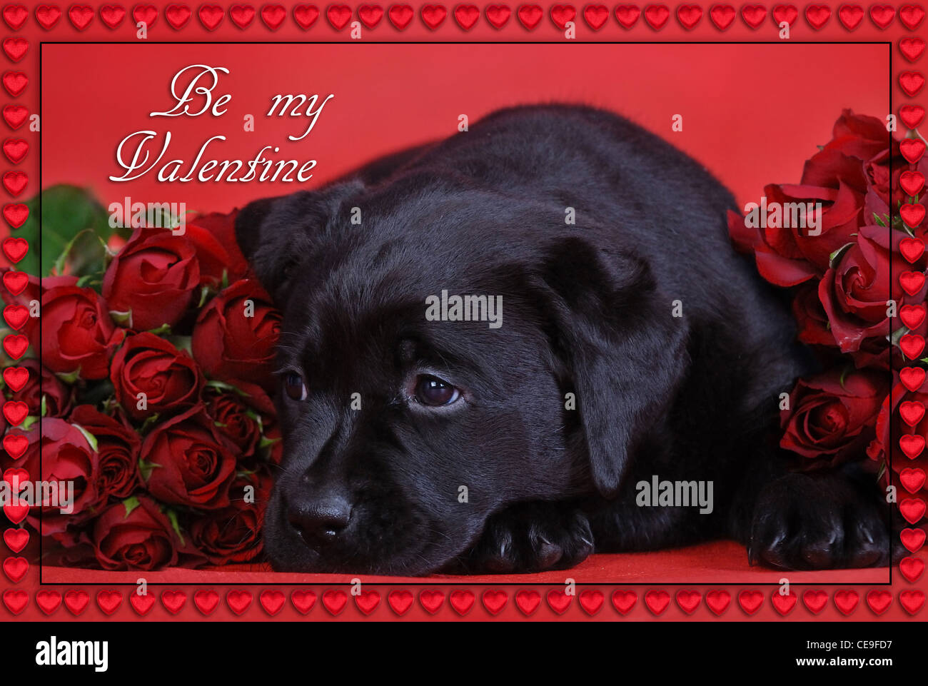Valentine card with labrador retriever Stock Photo - Alamy
