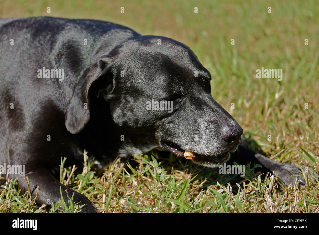 A black Labrador chewing a bone Stock Photo - Alamy