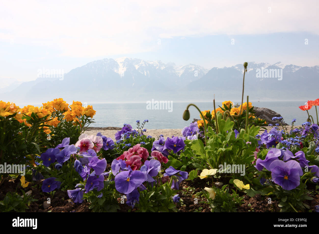 Flowers of alps hi-res stock photography and images - Alamy