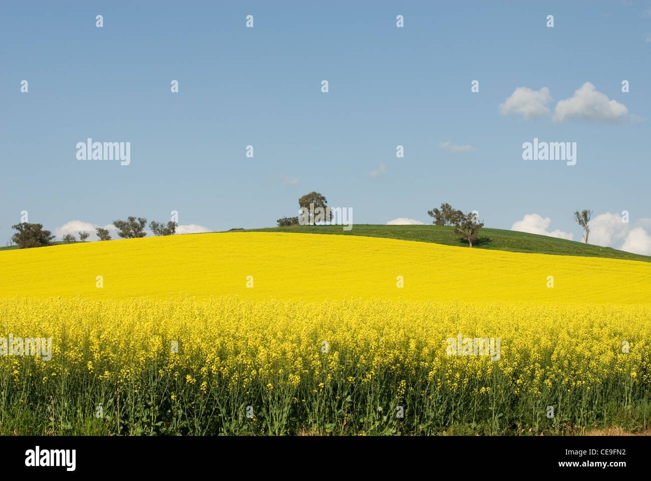 Canola crop in flower hi-res stock photography and images - Alamy