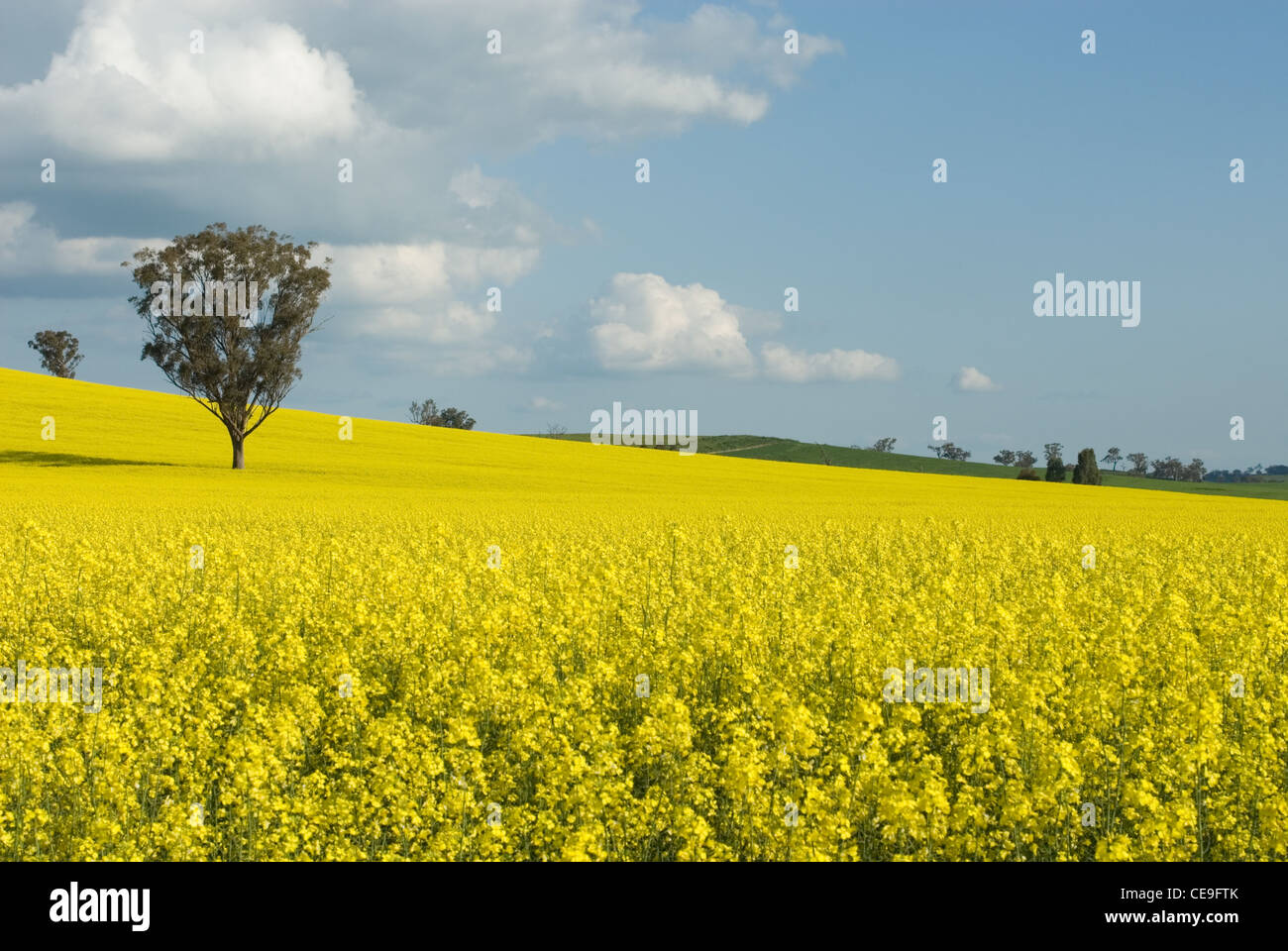 Canola field australia hi-res stock photography and images - Alamy