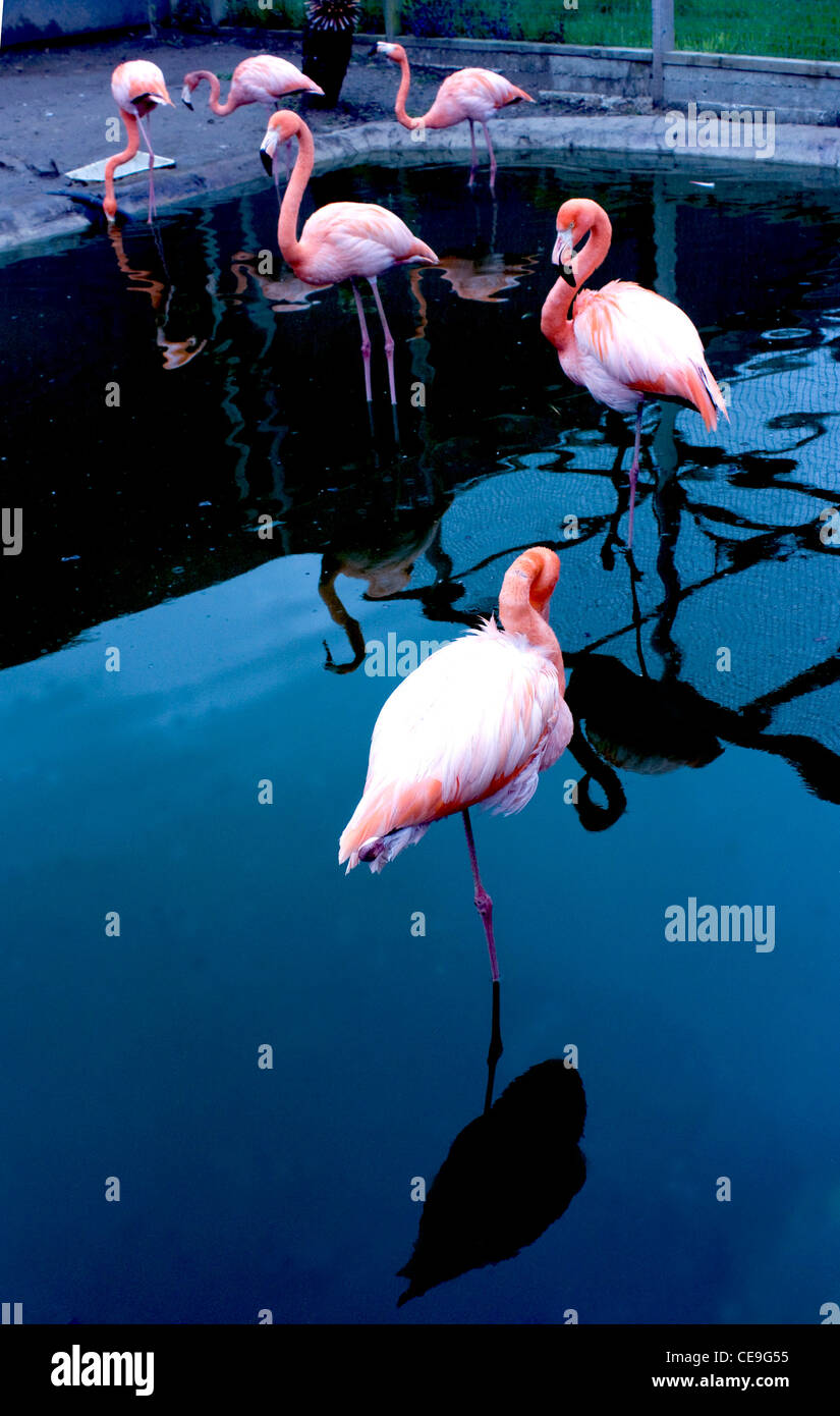 A flock of flamingos Stock Photo - Alamy