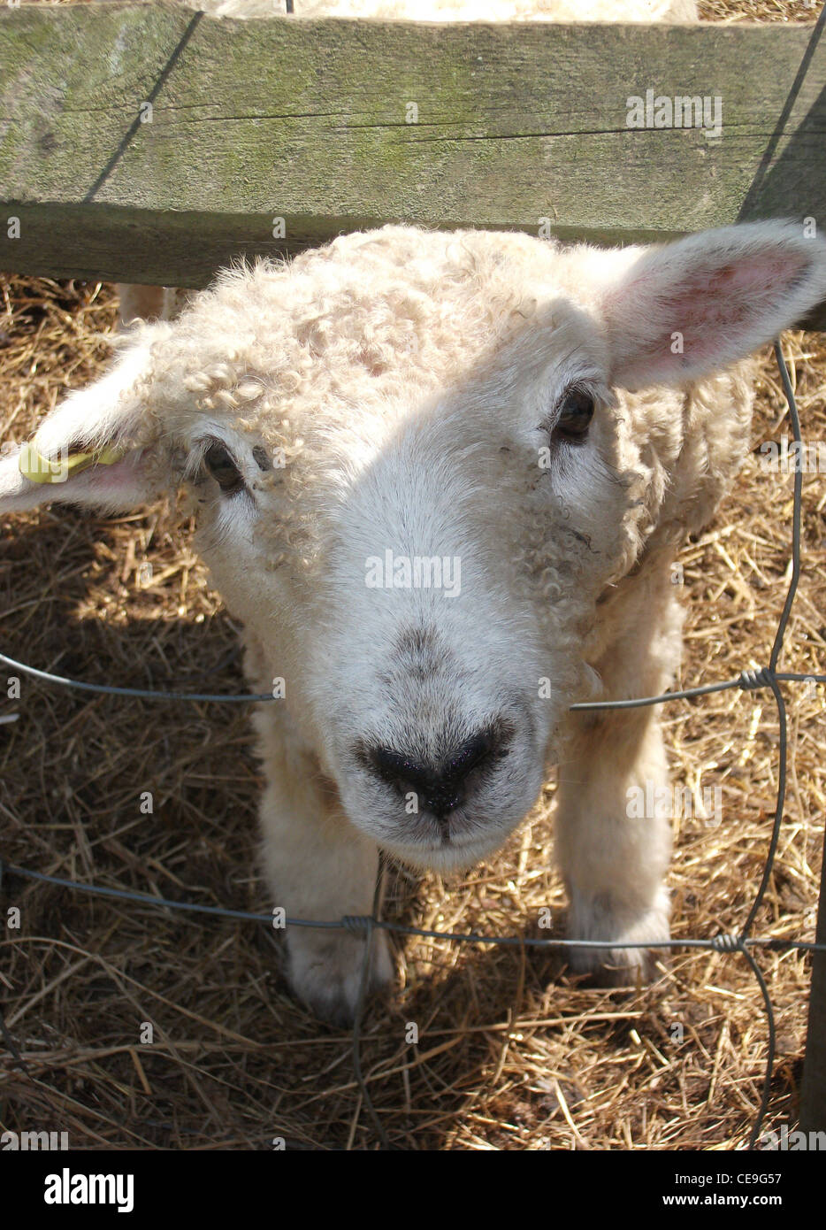 A Spring Lamb Stock Photo - Alamy