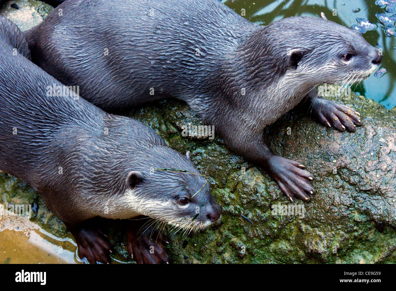 Two Otters laying on a rock Stock Photo - Alamy