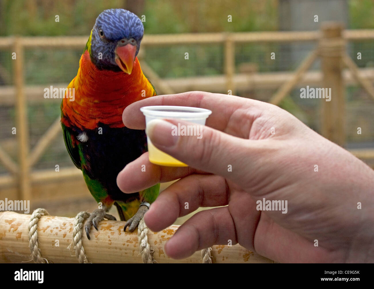 Bird being fed Stock Photo - Alamy