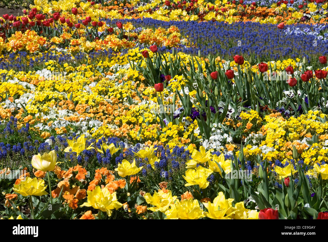 A colourful floral display captured at Floriade, Canberra, Australia ...