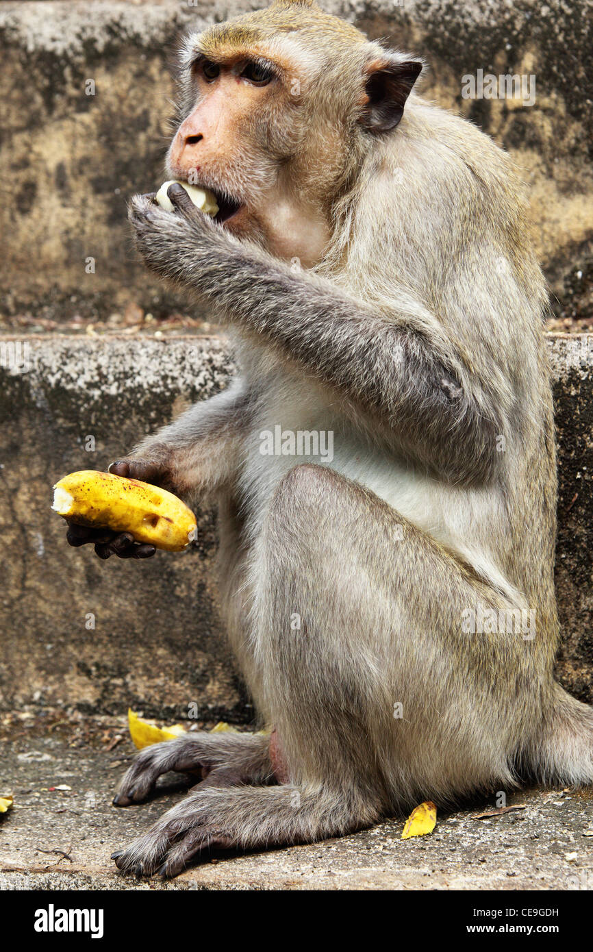 Monkey (Macaque rhesus) close-up to eat banana Stock Photo - Alamy