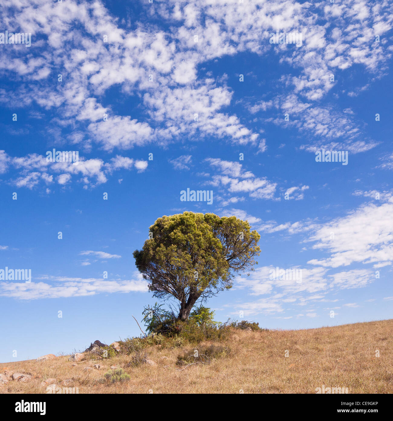 Samara Game Reserve High Resolution Stock Photography and Images - Alamy