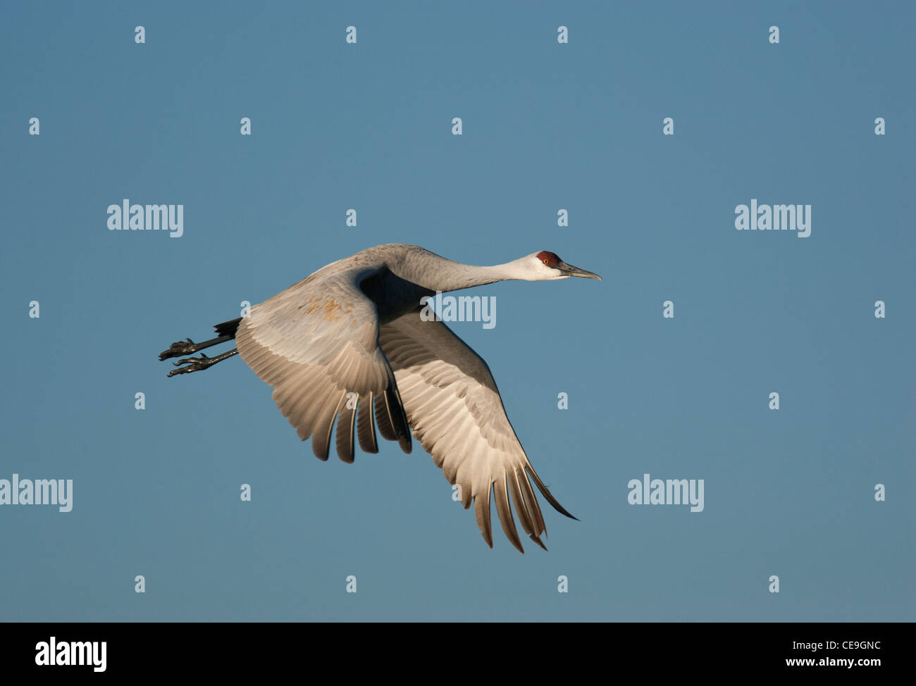 Crane flight hi-res stock photography and images - Alamy