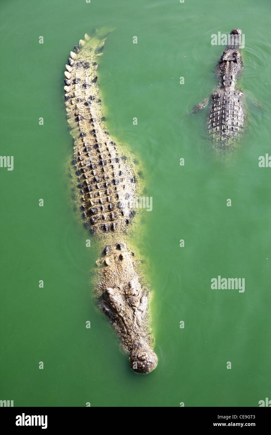 Alligator in muddy water hi-res stock photography and images - Alamy