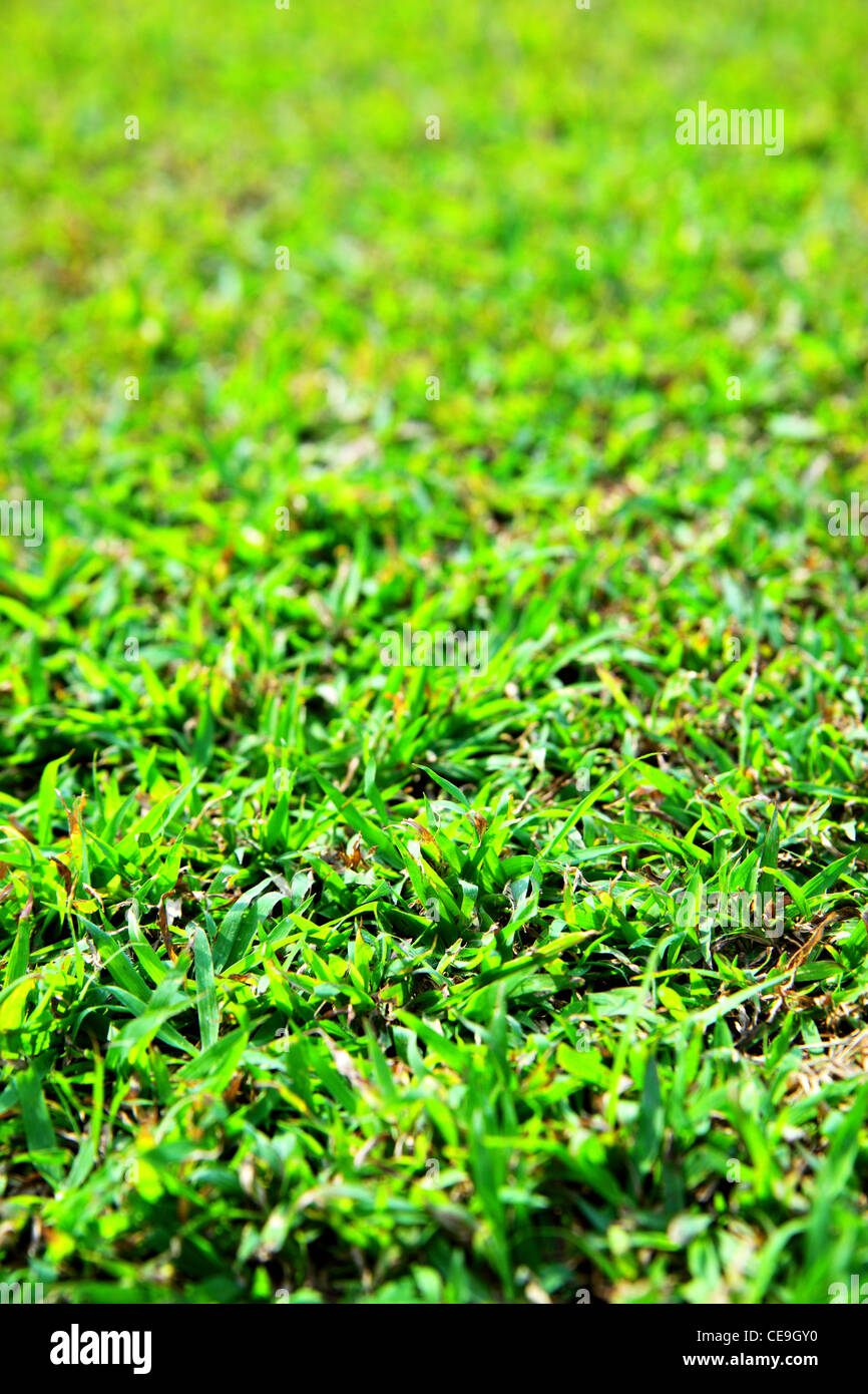 Green grass, may be used as background Stock Photo - Alamy