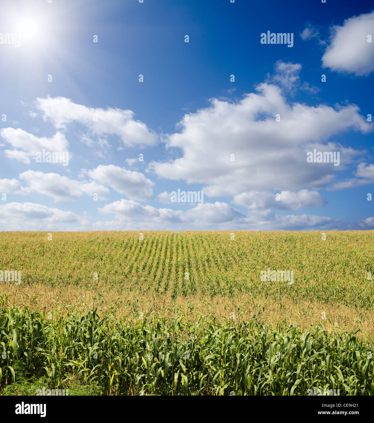 green maize field under blue sky with sun Stock Photo - Alamy