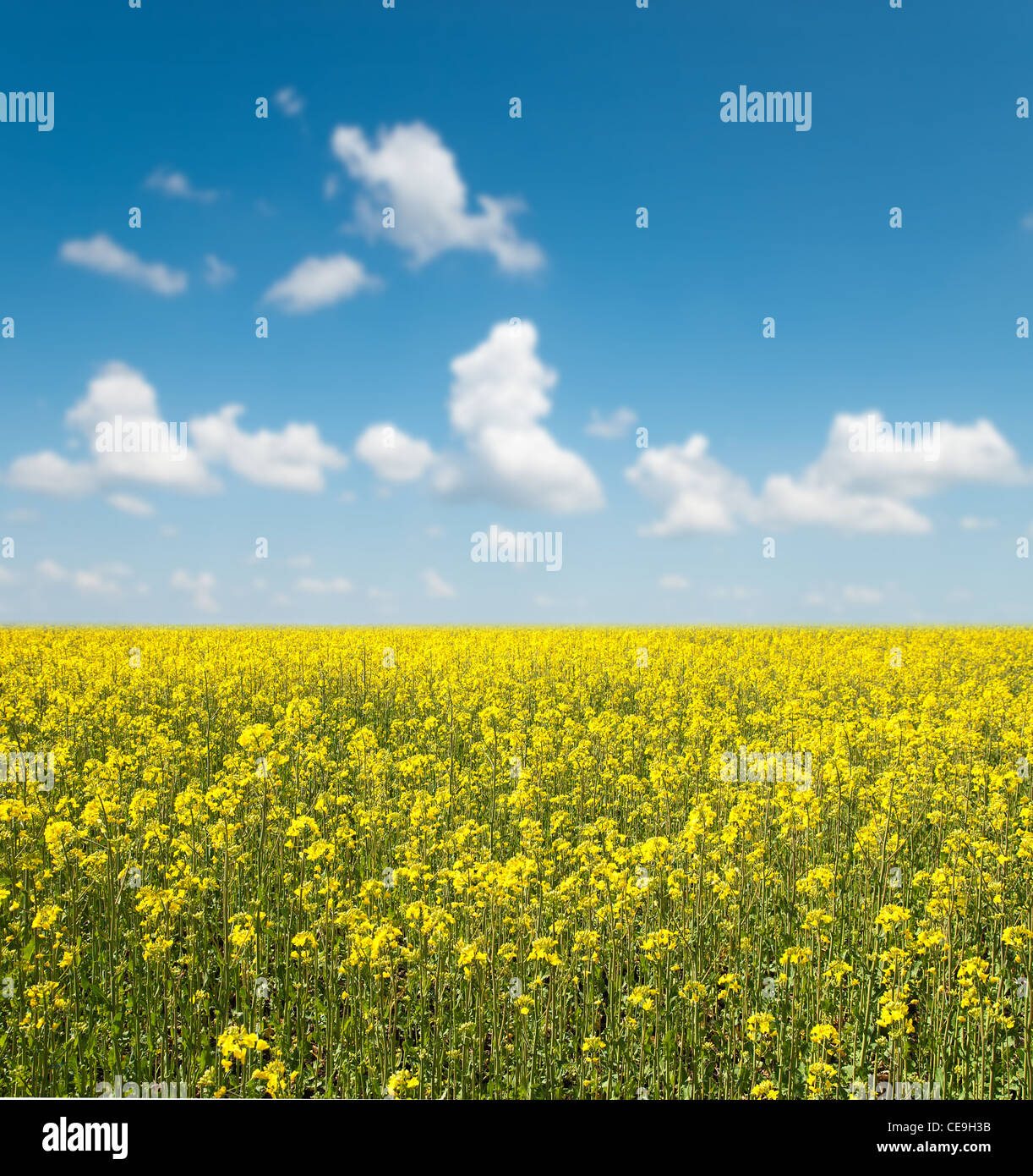 flower of oil rape in field with blue sky and clouds. soft focus on ...