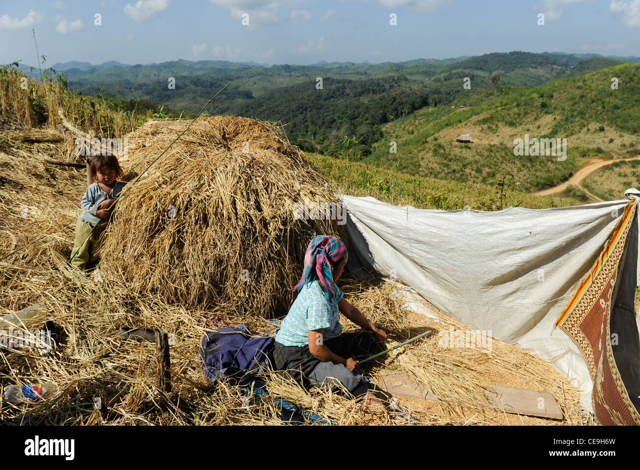 Asia LAOS Oudomxay harvest of upland rice in the mountains Stock Photo ...