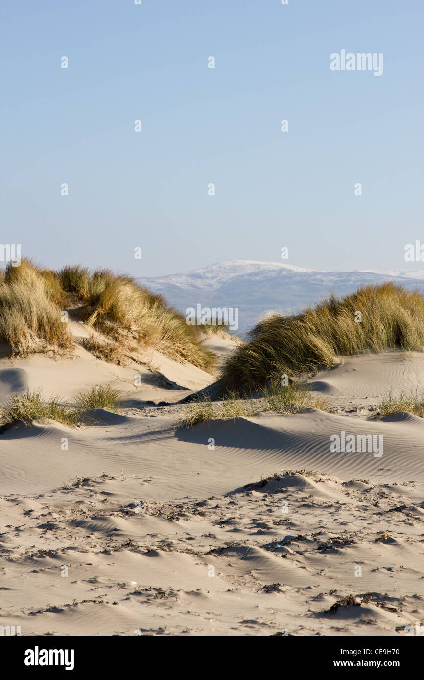 Maram grass hi-res stock photography and images - Alamy