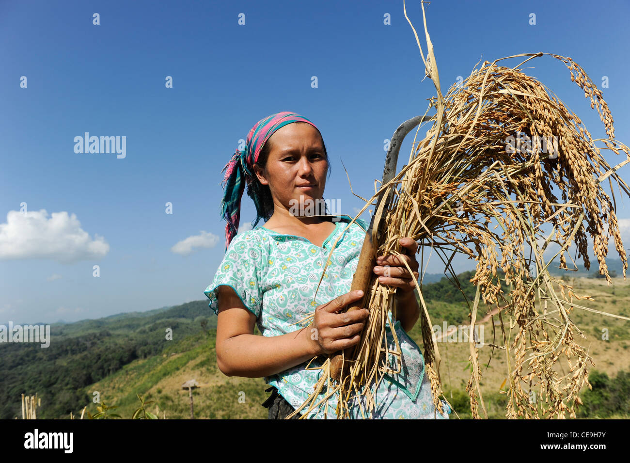 Upland rice hi-res stock photography and images - Alamy