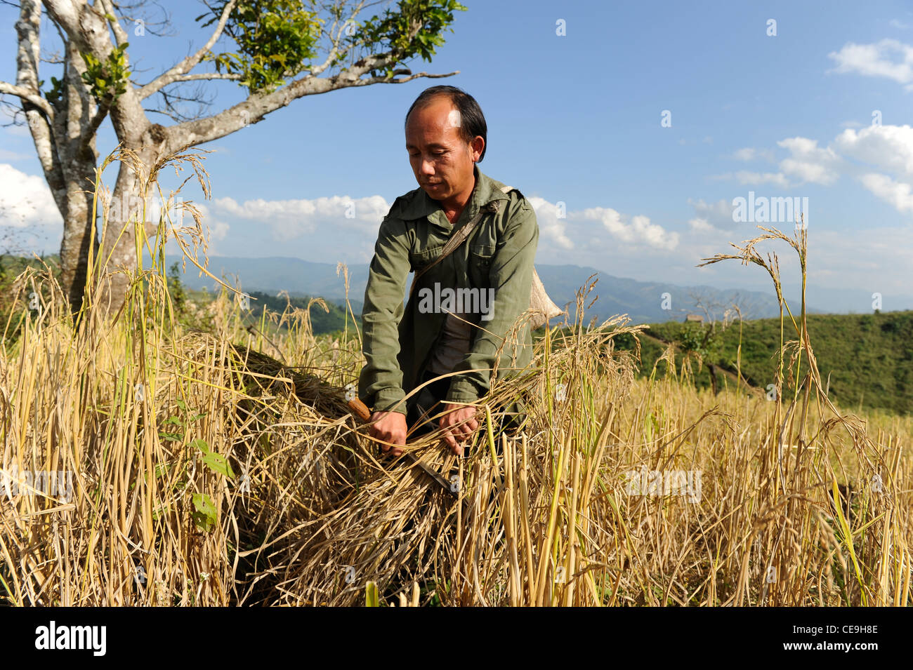 Upland rice hi-res stock photography and images - Alamy
