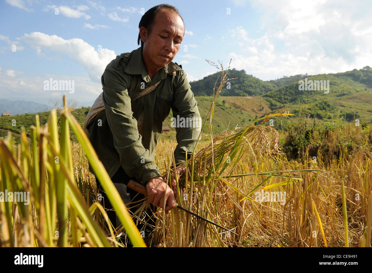 Upland rice hi-res stock photography and images - Alamy