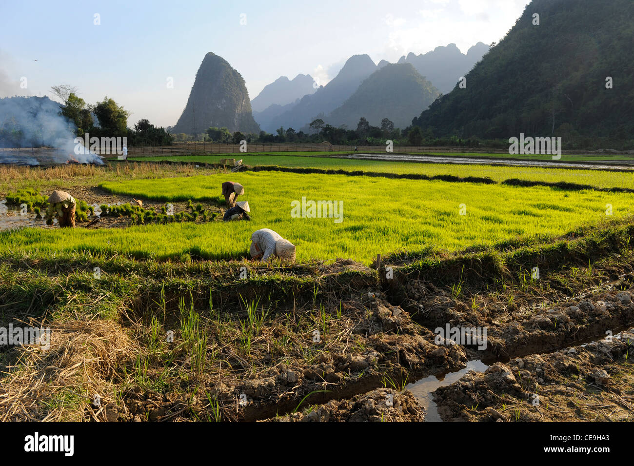 Asia , LAOS , Vang Vieng, paddy fields , women replant rice plants from ...