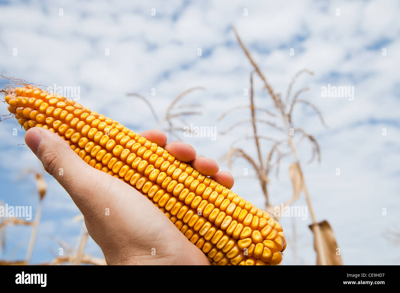 maize in hand under sky Stock Photo - Alamy