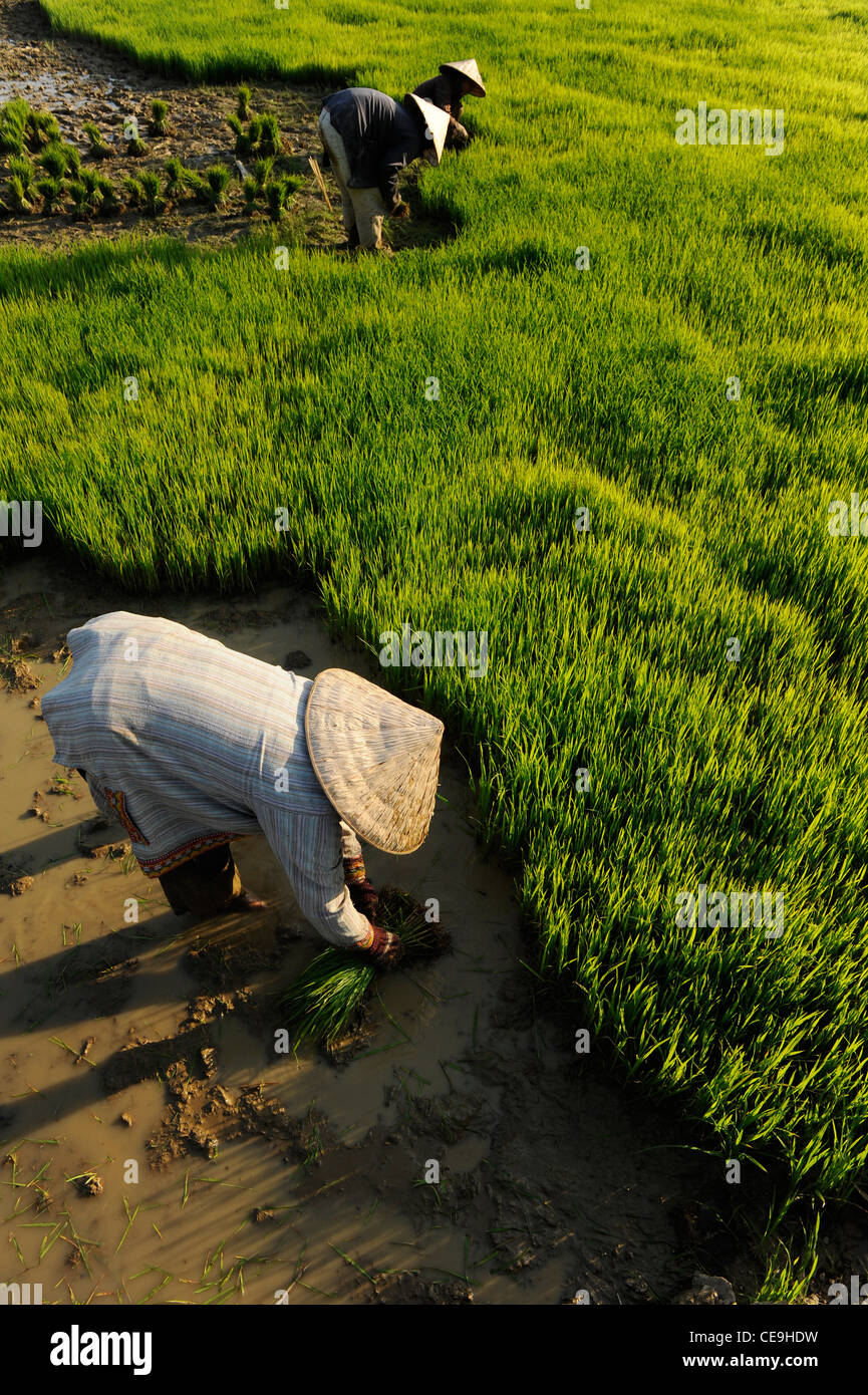 Asia , LAOS , Vang Vieng, paddy fields , women replant rice plants from ...