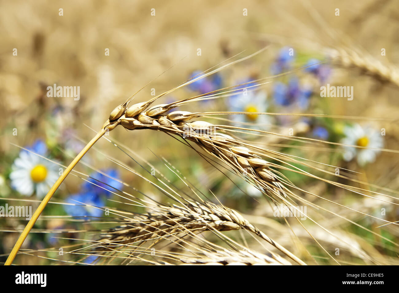 Wheat flower hi-res stock photography and images - Alamy