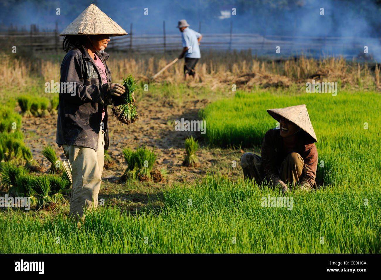 Asia , LAOS , Vang Vieng, paddy fields , women replant rice plants from ...