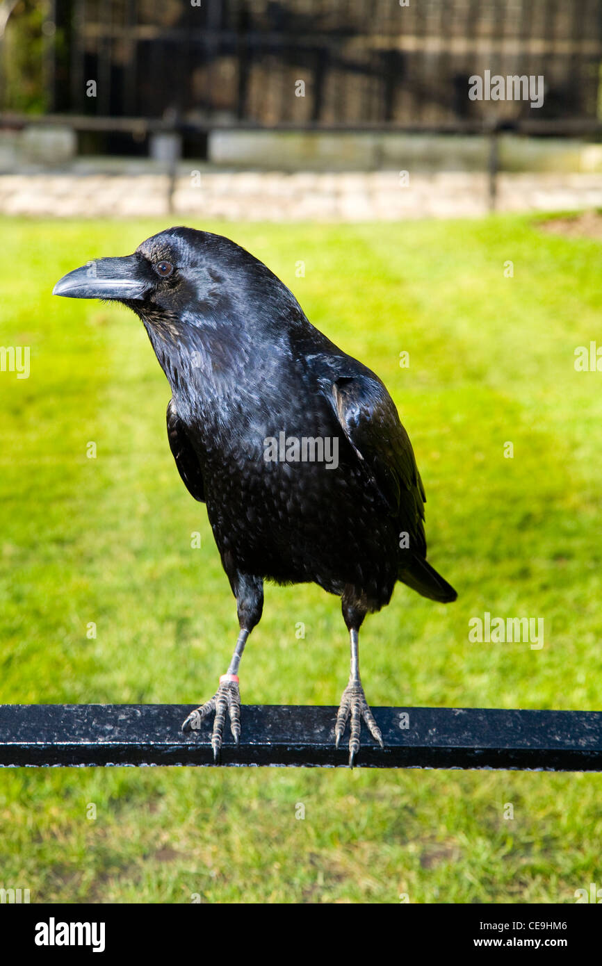 Raven in the sun on a sunny day, with grass lawn, at the Tower of ...