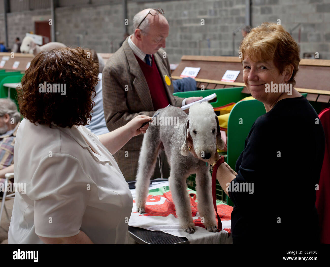 Preparing for the dog show hi-res stock photography and images - Alamy