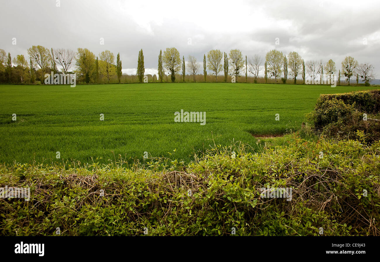 Tree skyline hi-res stock photography and images - Alamy