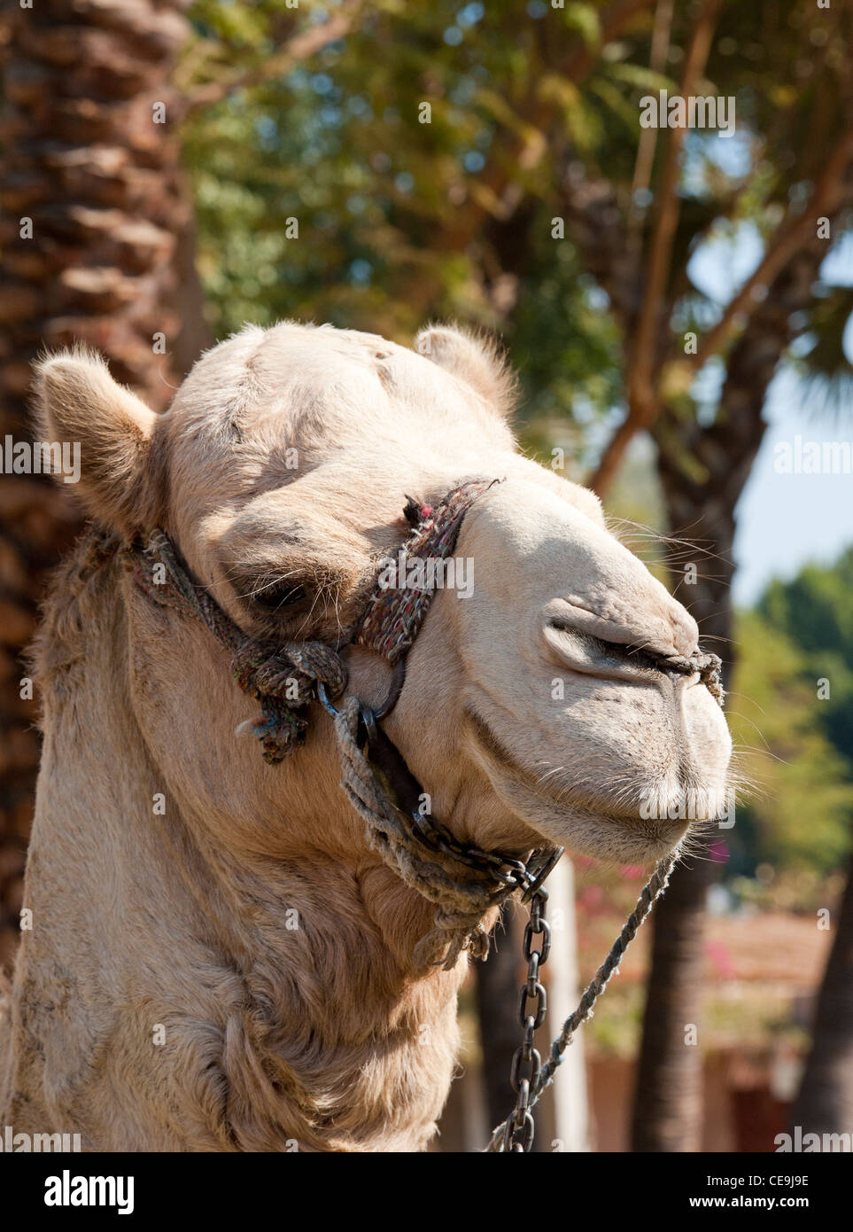 Arabian camel harness hi-res stock photography and images - Alamy