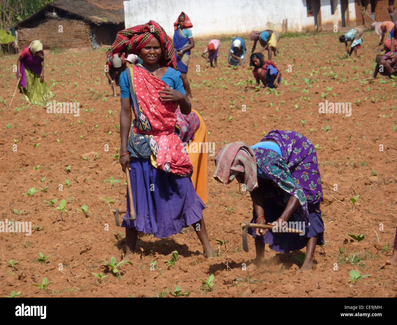 ORISSA INDIA - NOV 10 -Indian woman uses a sickle to harvest sesame ...
