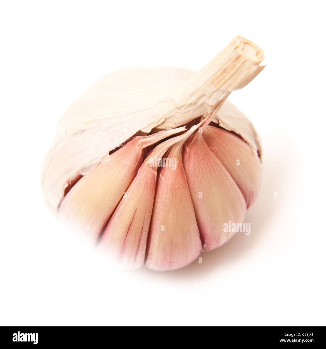 French pink or rose garlic isolated on a white studio background Stock ...