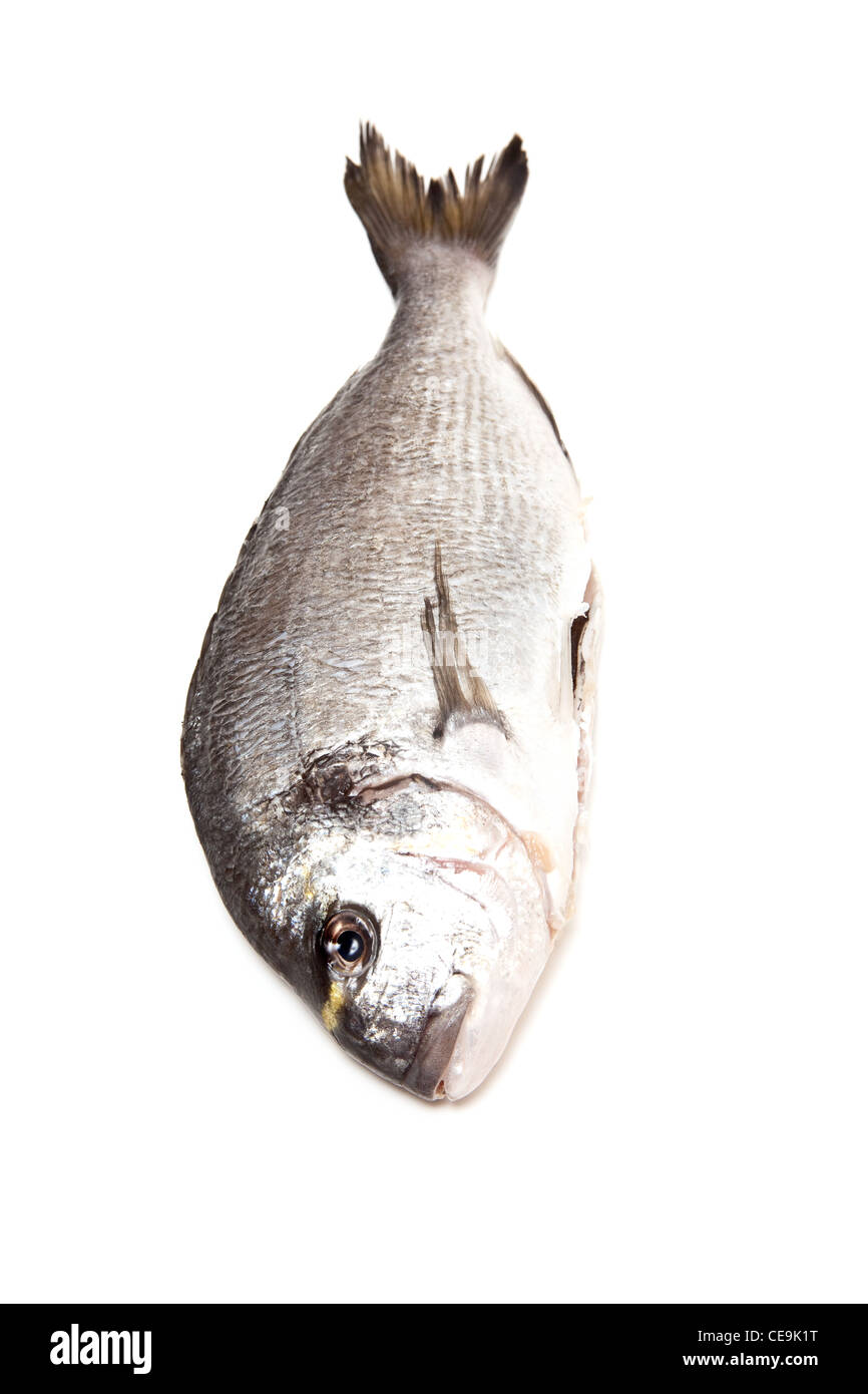 gilt-head (sea) bream (Sparus aurata) fish on a white studio background ...