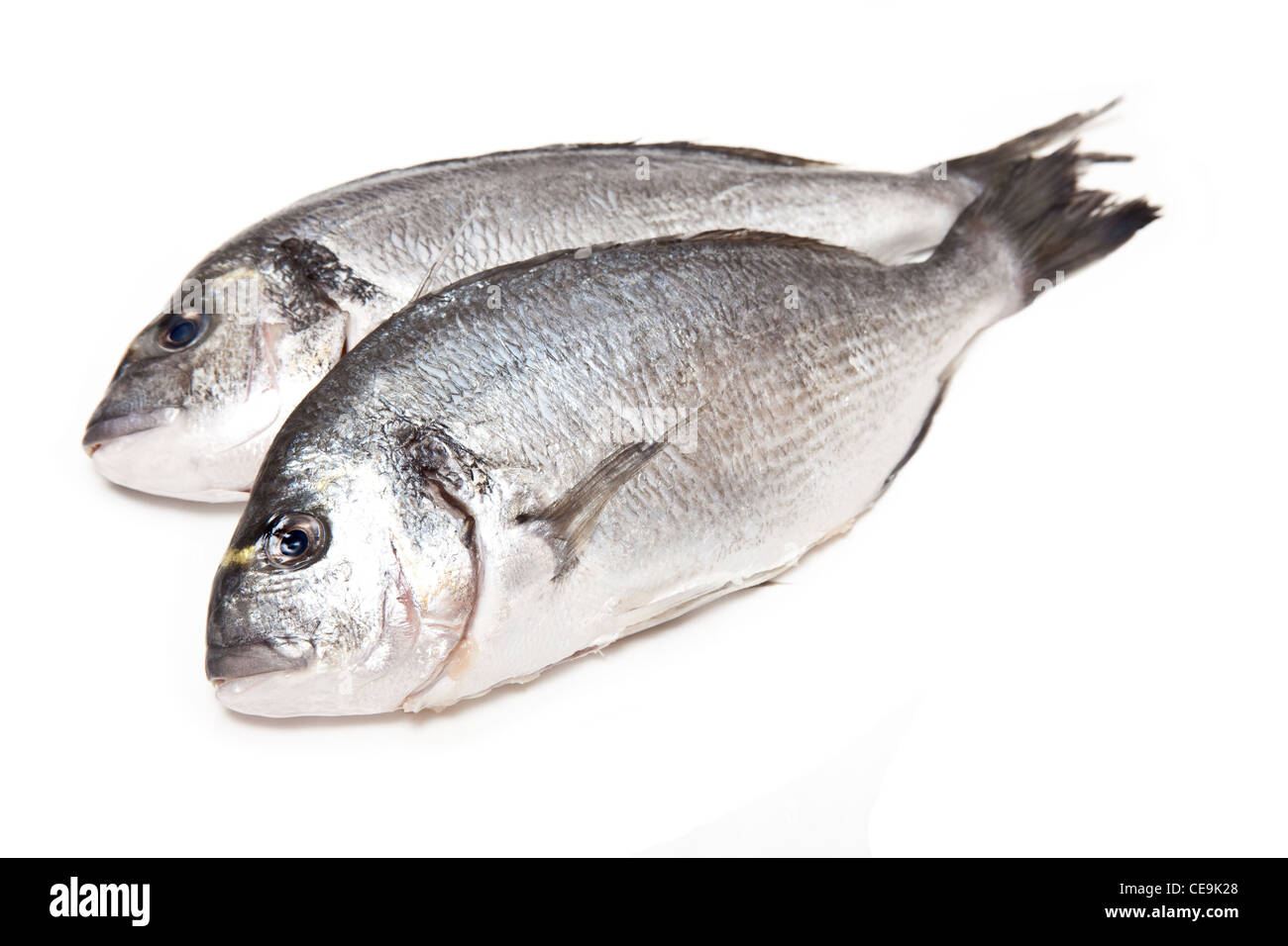 gilt-head (sea) bream (Sparus aurata) fish on a white studio background ...