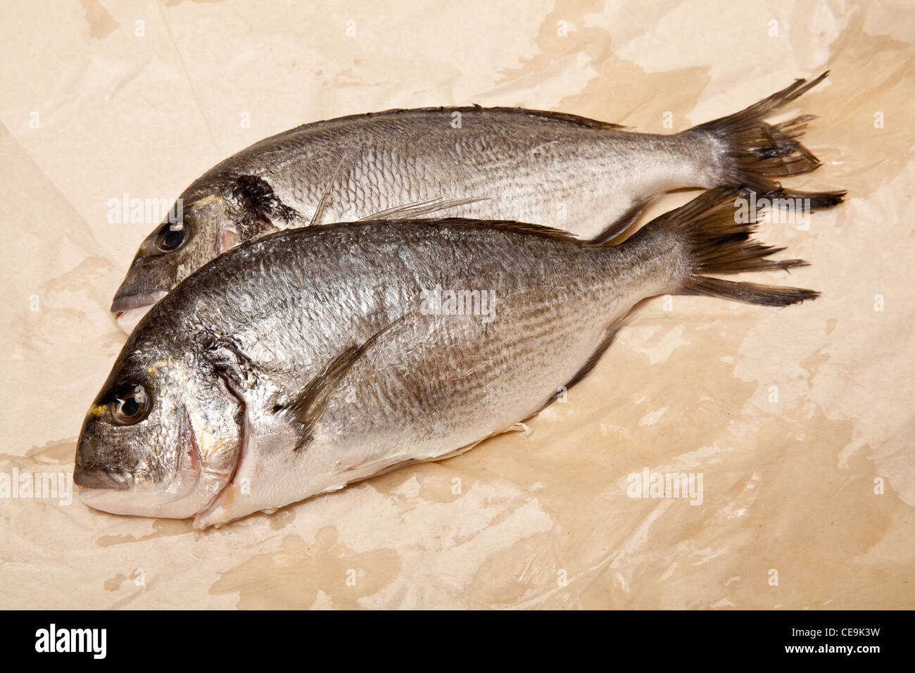 gilt-head (sea) bream (Sparus aurata) fish Stock Photo - Alamy