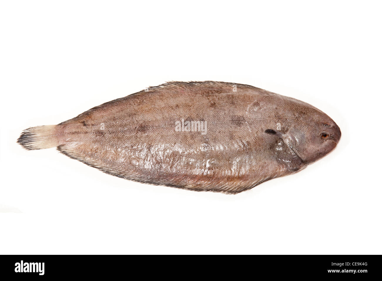 Dover sole (Solea solea) fish whole on a white studio background Stock ...