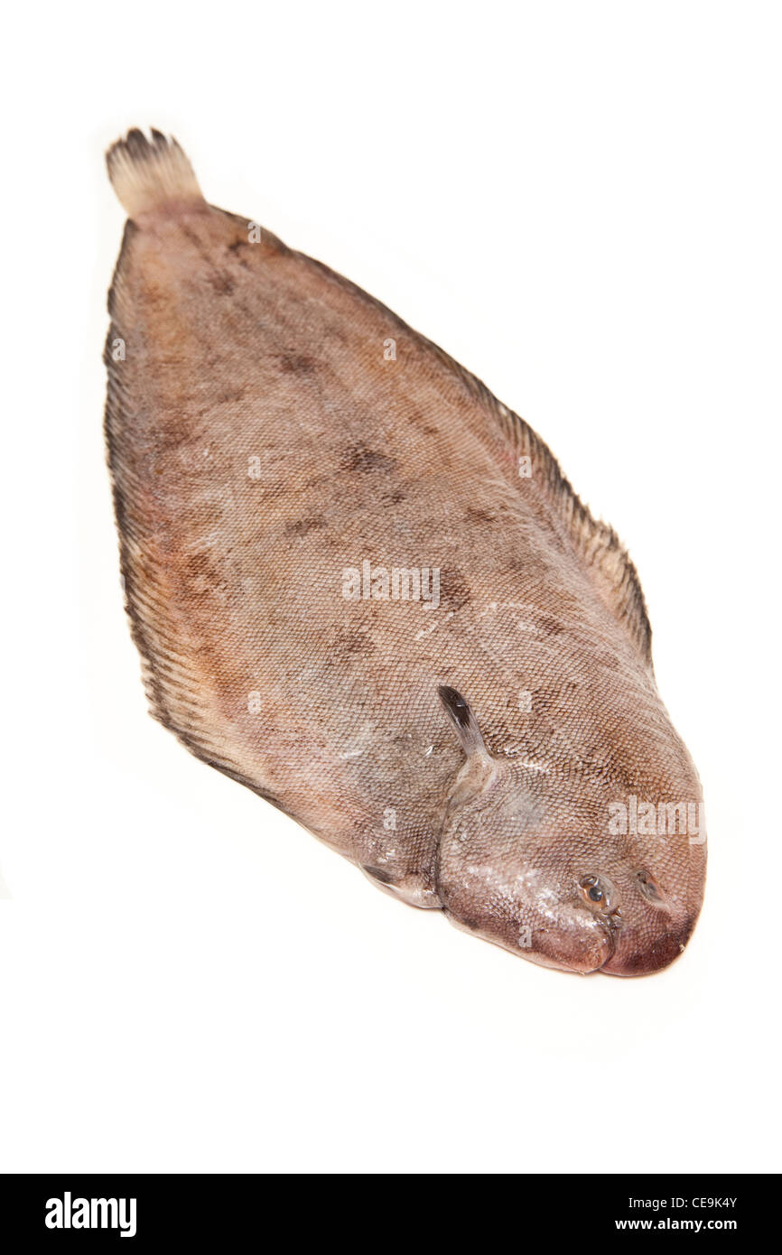 Dover sole (Solea solea) fish whole on a white studio background Stock ...