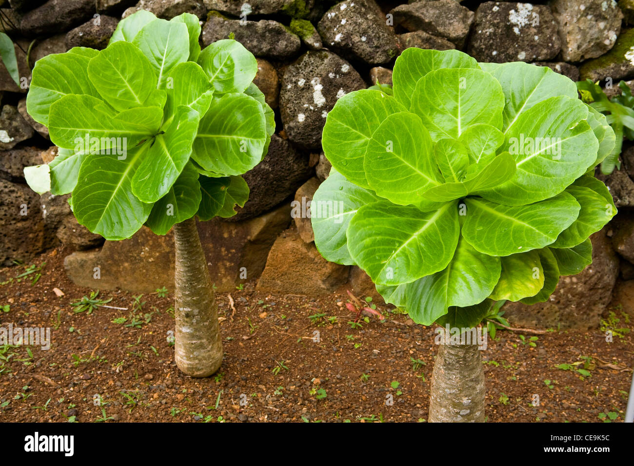Alula (Brighamia insignis) at the Limahuli Garden. This native plant to ...