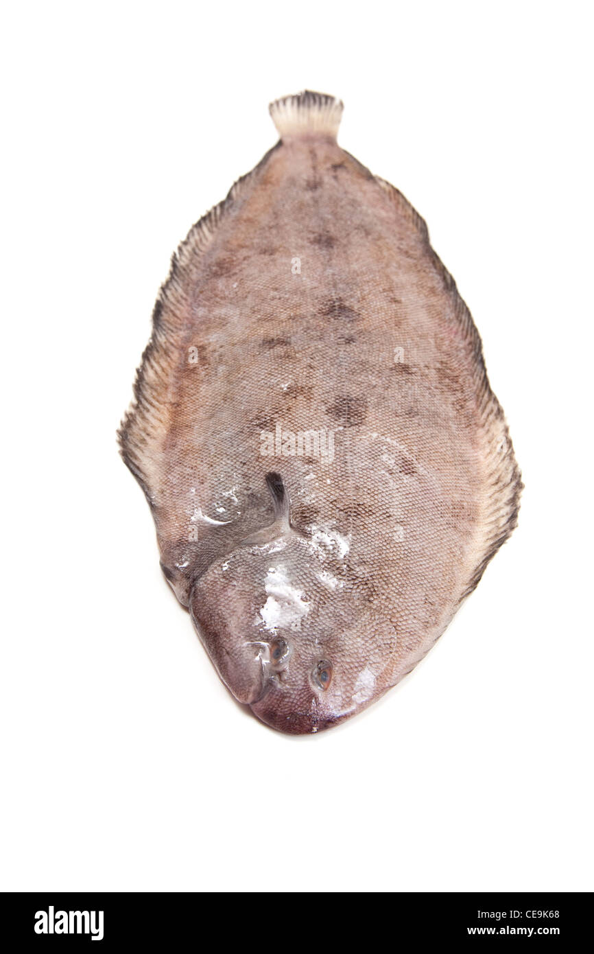 Dover sole (Solea solea) fish whole on a white studio background Stock ...