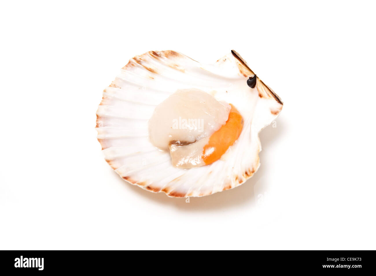 Pecten jacobaeus hi-res stock photography and images - Alamy
