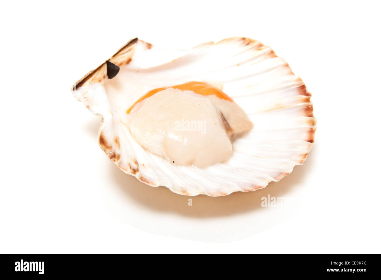 Pecten jacobaeus hi-res stock photography and images - Alamy