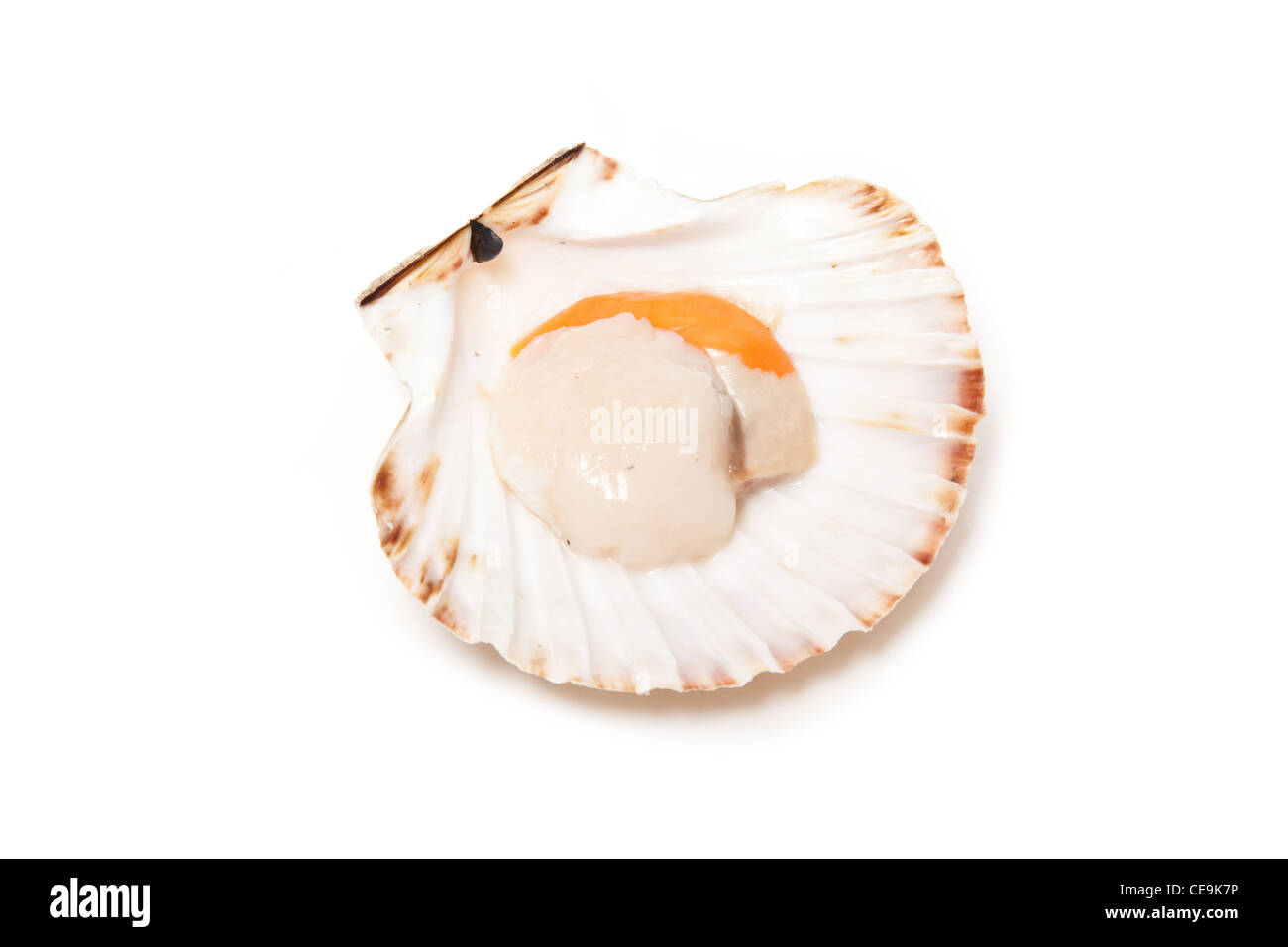 Pecten jacobaeus hi-res stock photography and images - Alamy