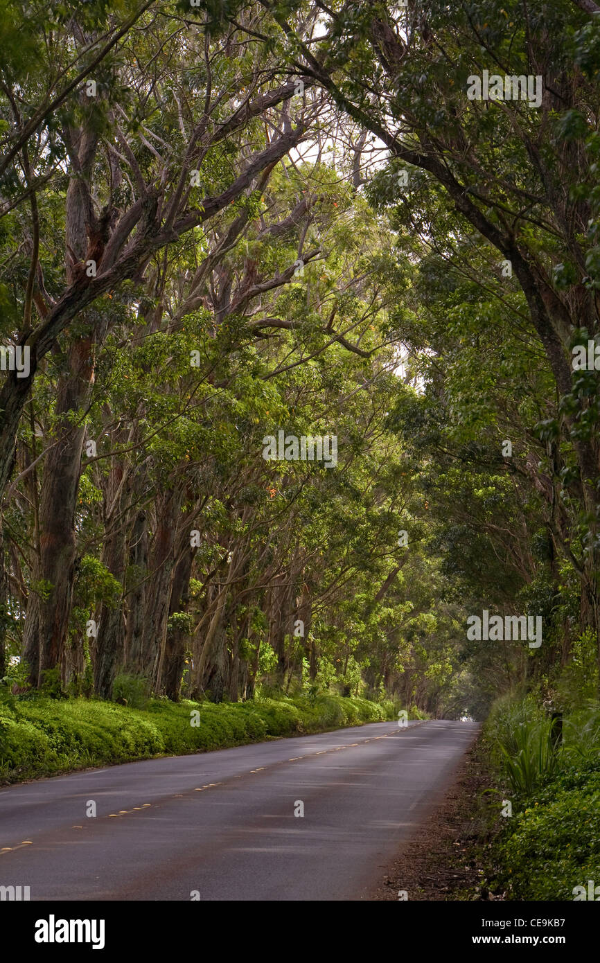 Tree tunnel trees kauai hi-res stock photography and images - Alamy